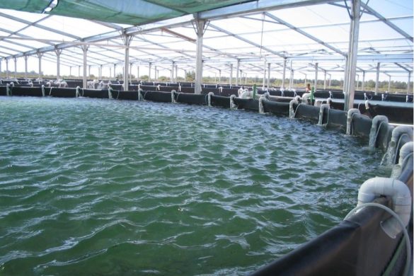 WHAT IS A RECIRCULATING AQUACULTURE SYSTEM, WORK FLOW AND KEY ...